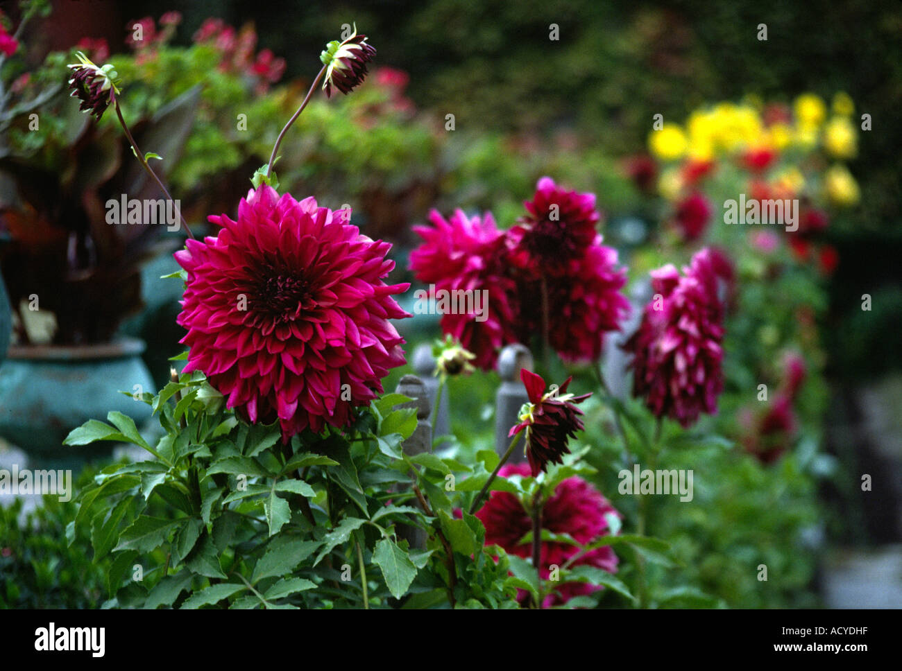 DAHLIA FLOWERS in the MOGHUL GARDEN of NISHAT in the city of SRINIGAR ...