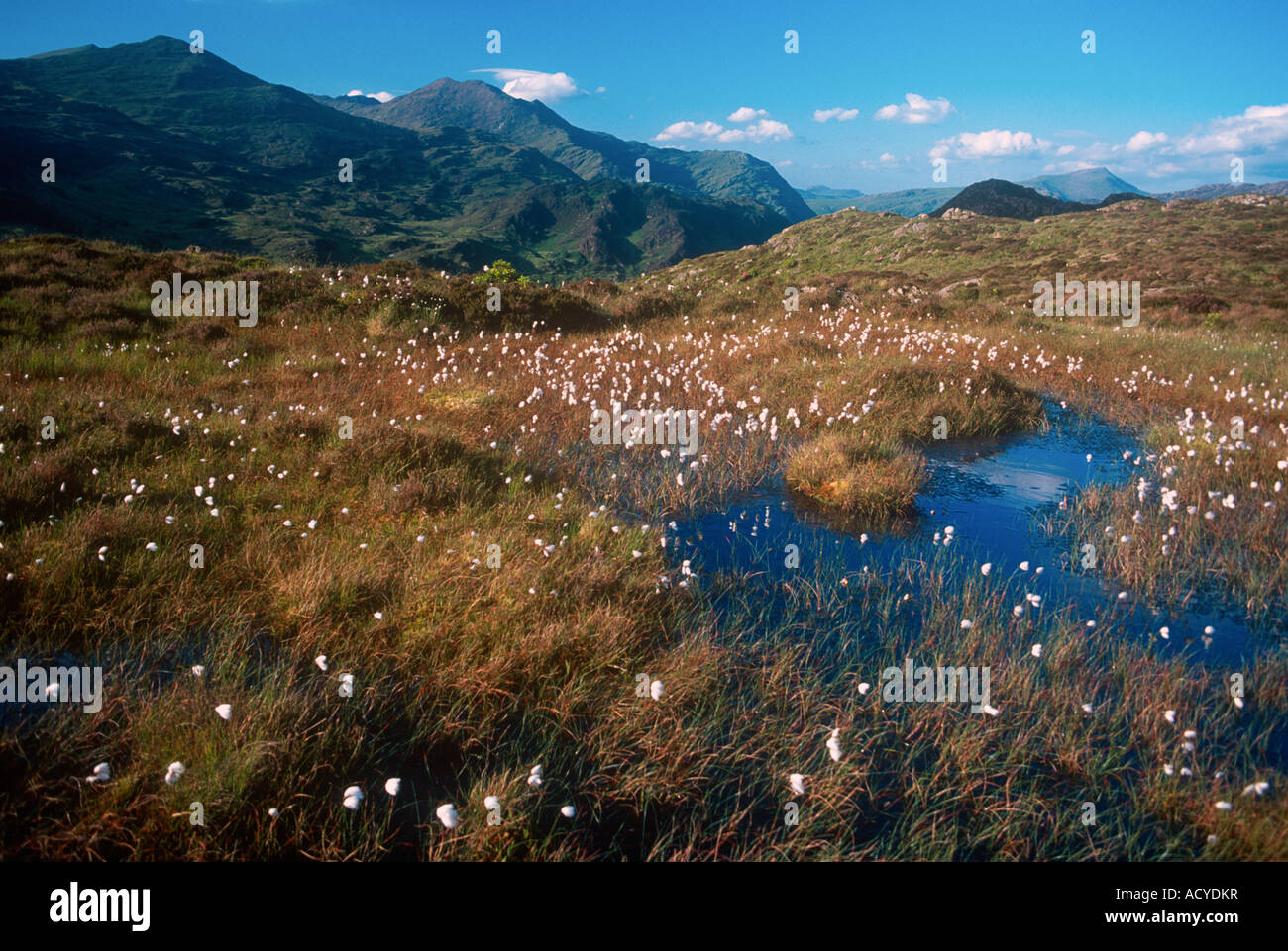 Gwynedd Snowdonia Snowdon Mountain Natural World Plant Grass ...
