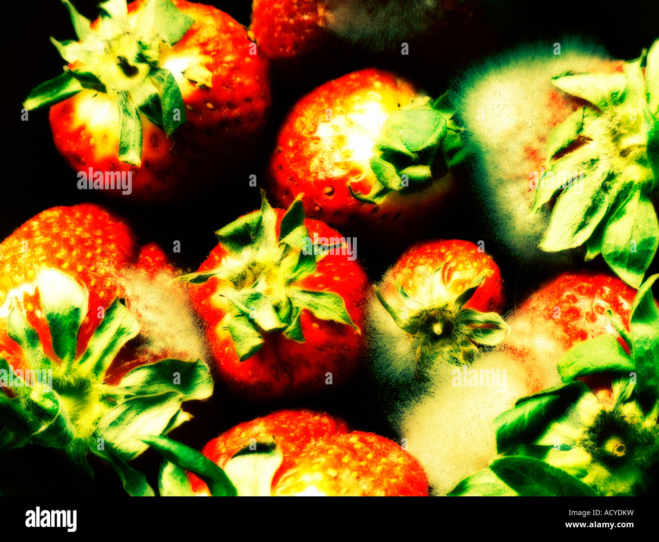 Decay rotting mouldy strawberries hi-res stock photography and images ...