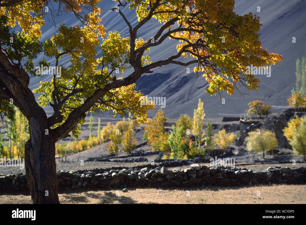 The village of ALCHI and the AUTUMN COLORS of an APRICOT TREE stand out ...