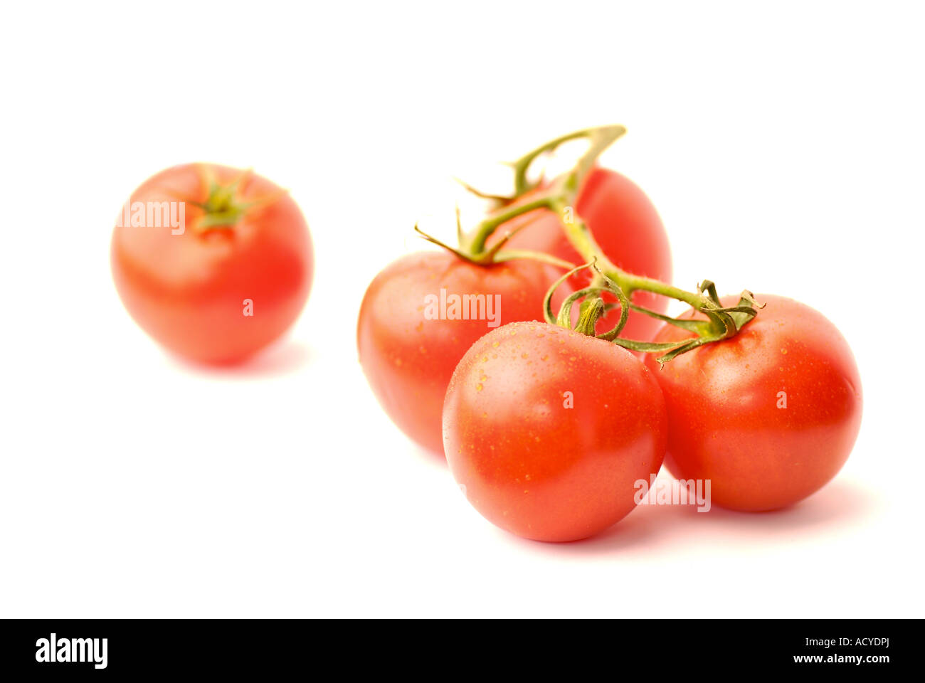 tomato vine with one single Stock Photo - Alamy