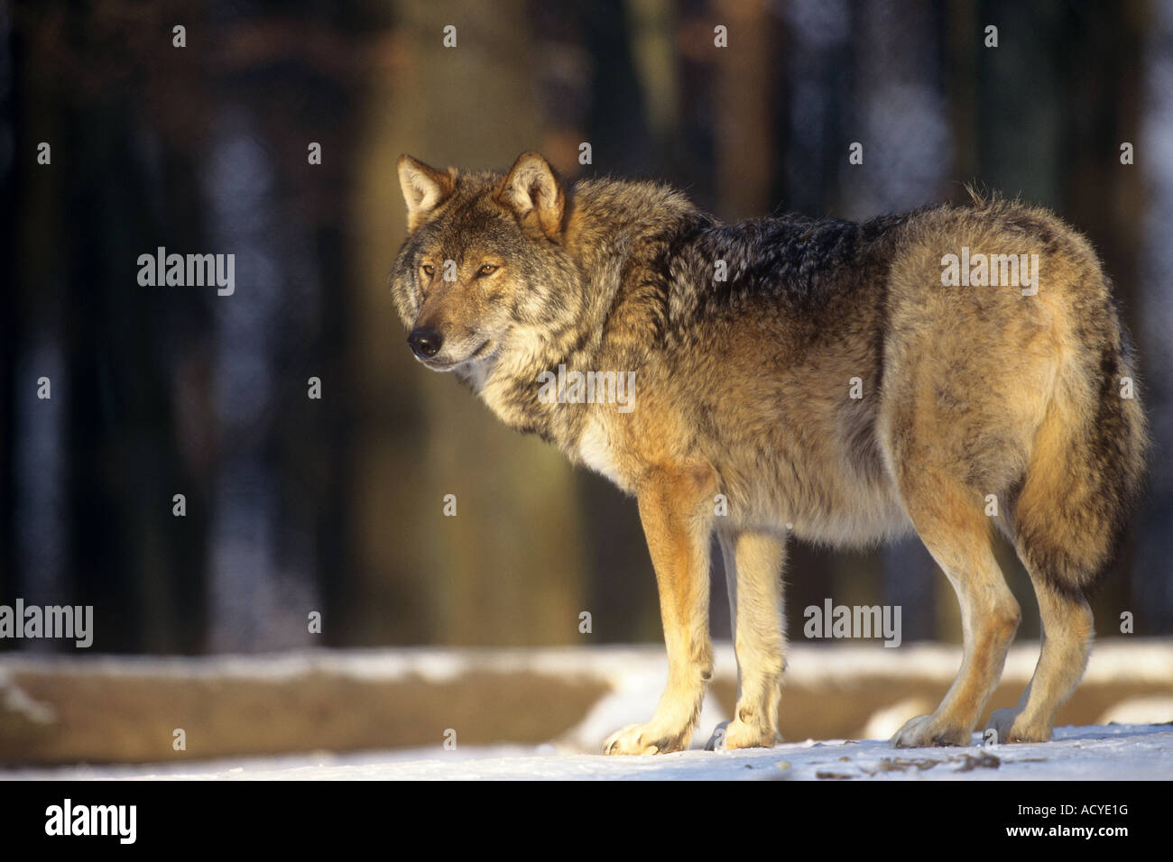 Gray wolf standing lateral hi-res stock photography and images - Alamy