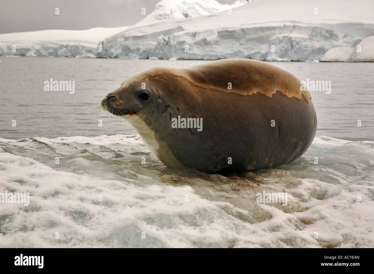 Seal molting over the ice Antarctica Stock Photo - Alamy