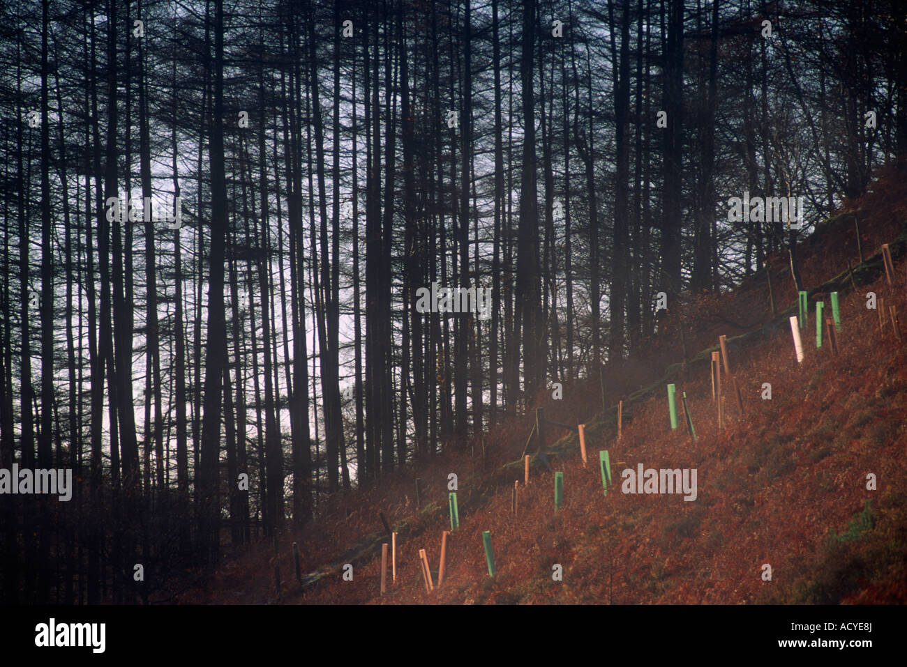 Dyfed Ceredigion Rheidol Gorge Environment Forest Natural World Tree ...
