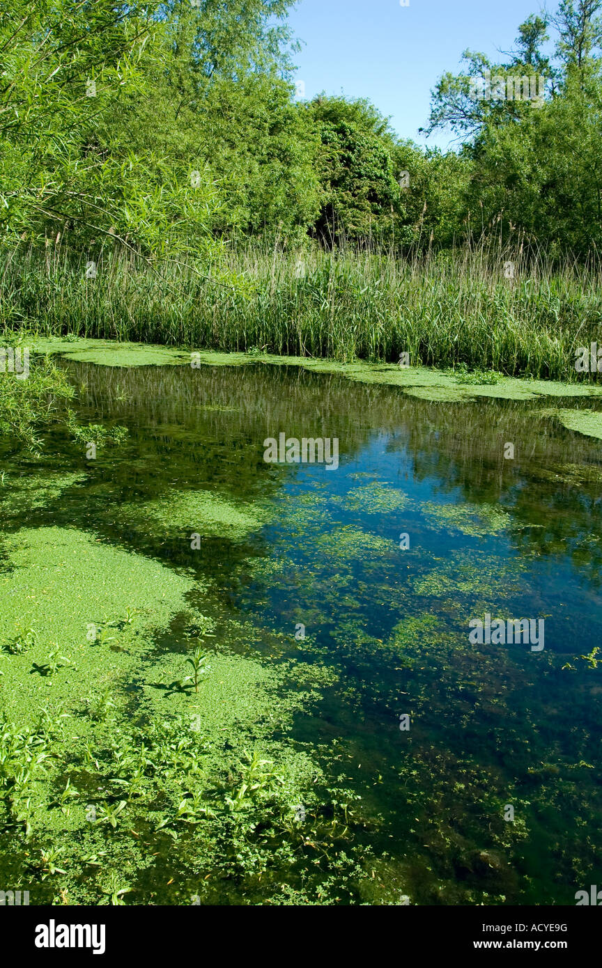 River Lea at Batford Springs, near Harpenden, Hertfordshire, England ...