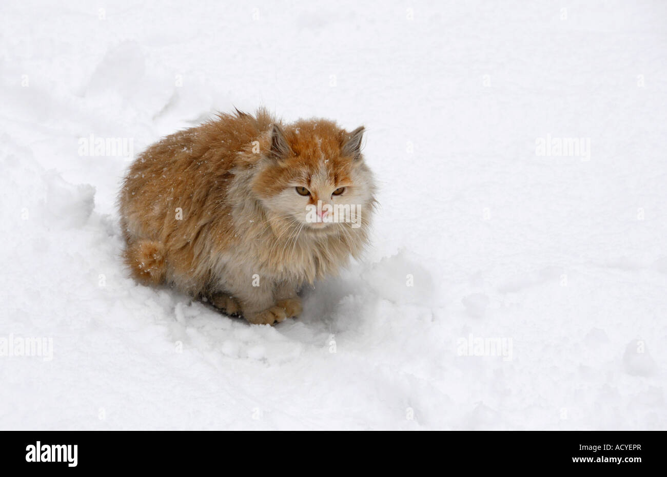 Shivering cat hi-res stock photography and images - Alamy