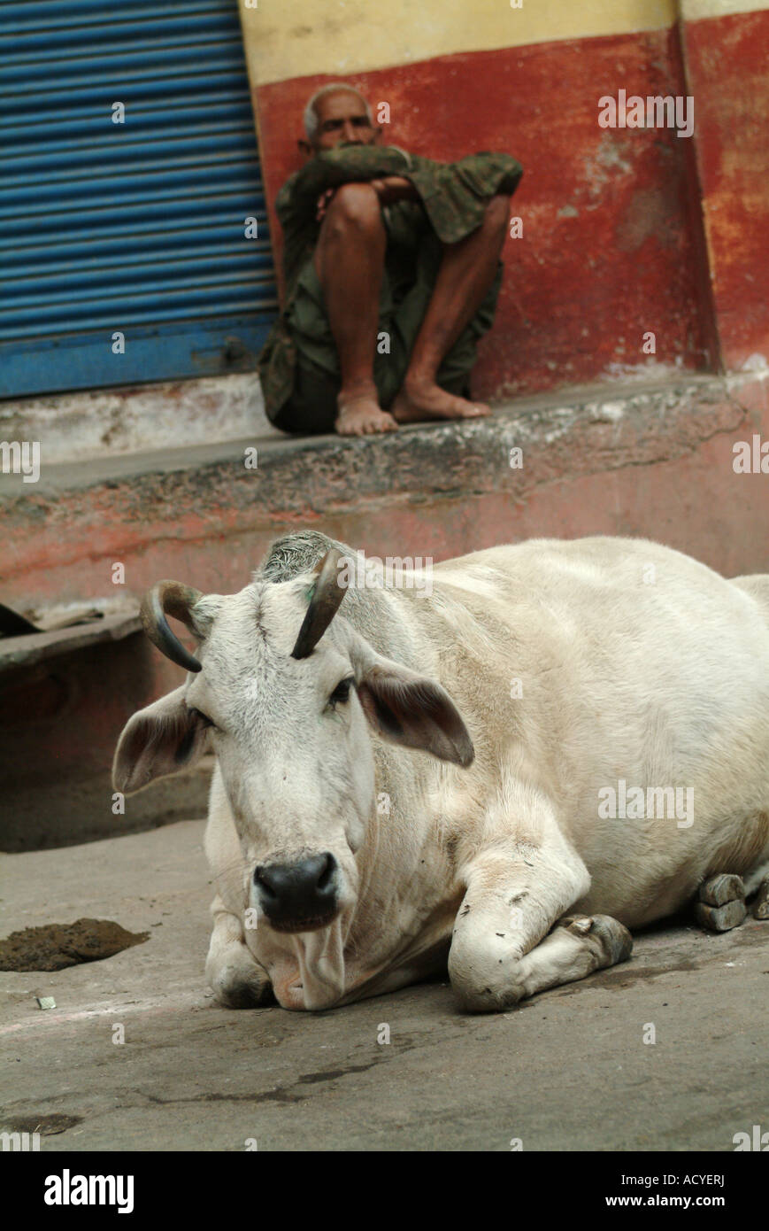 Indian cow with man in background Stock Photo - Alamy