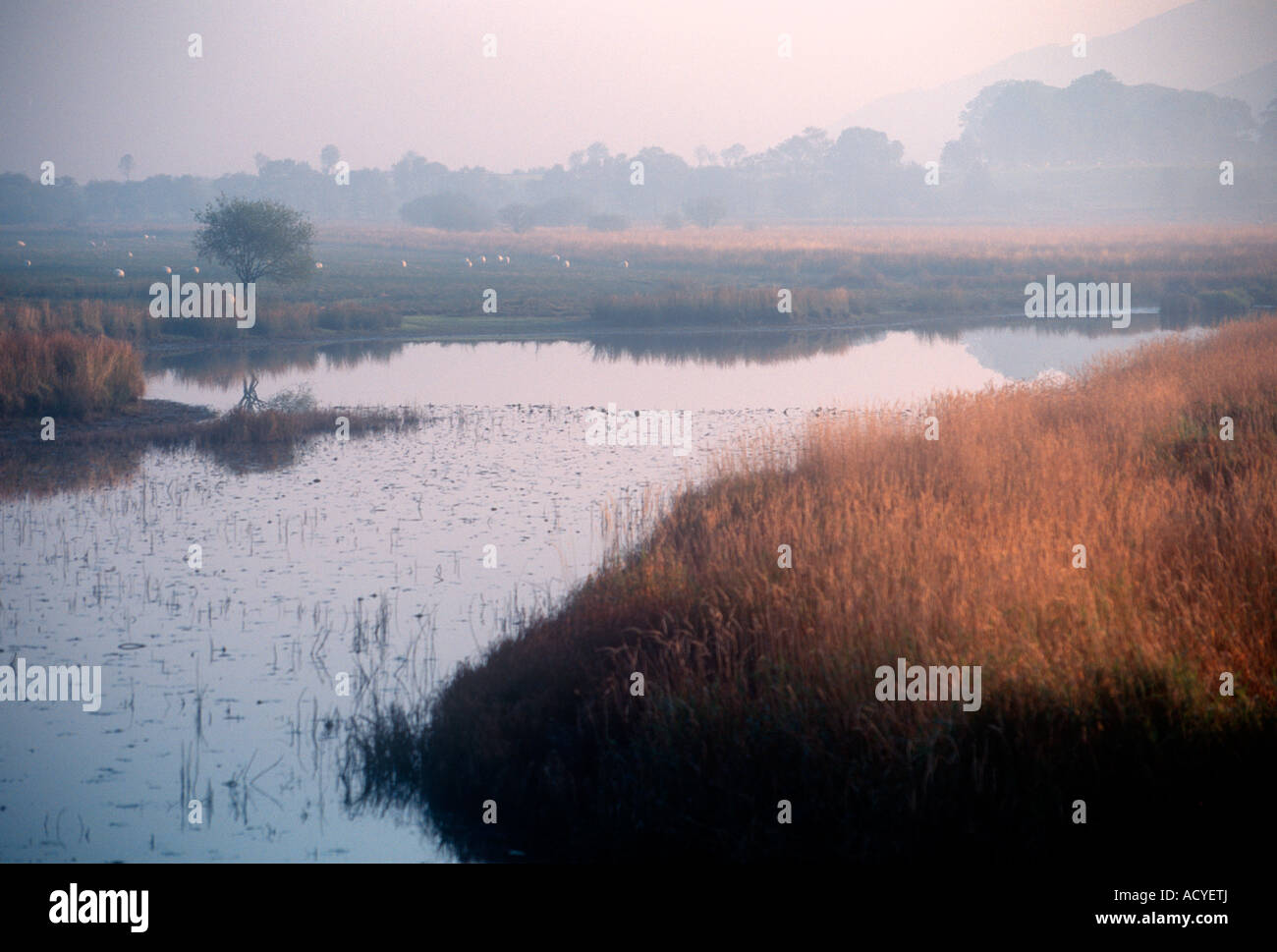 Dyfed Ceredigion Cors Caron Nature Reserve Tregaron Bog Environment ...
