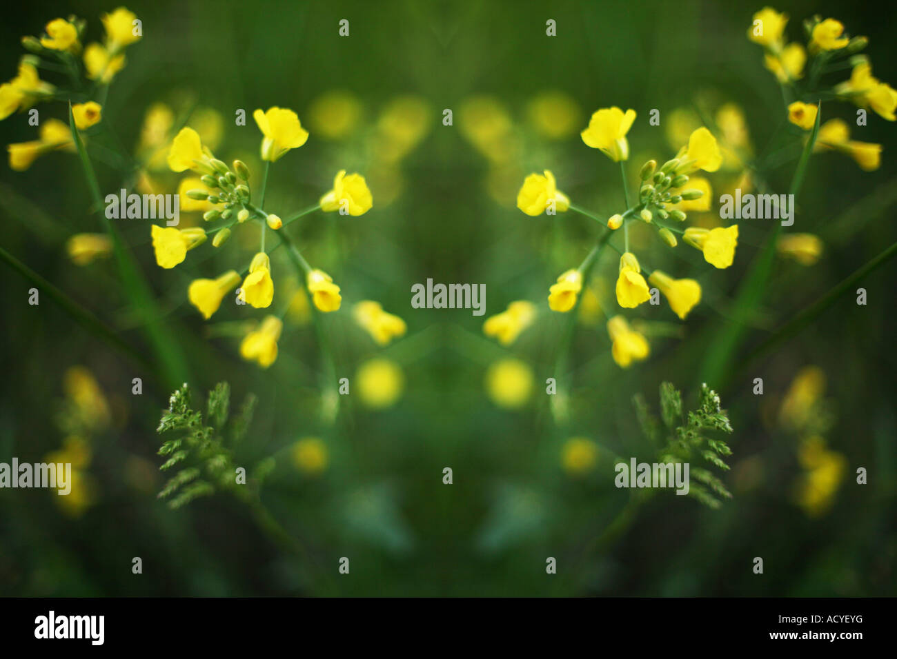 mirrored rap seed flower Stock Photo - Alamy