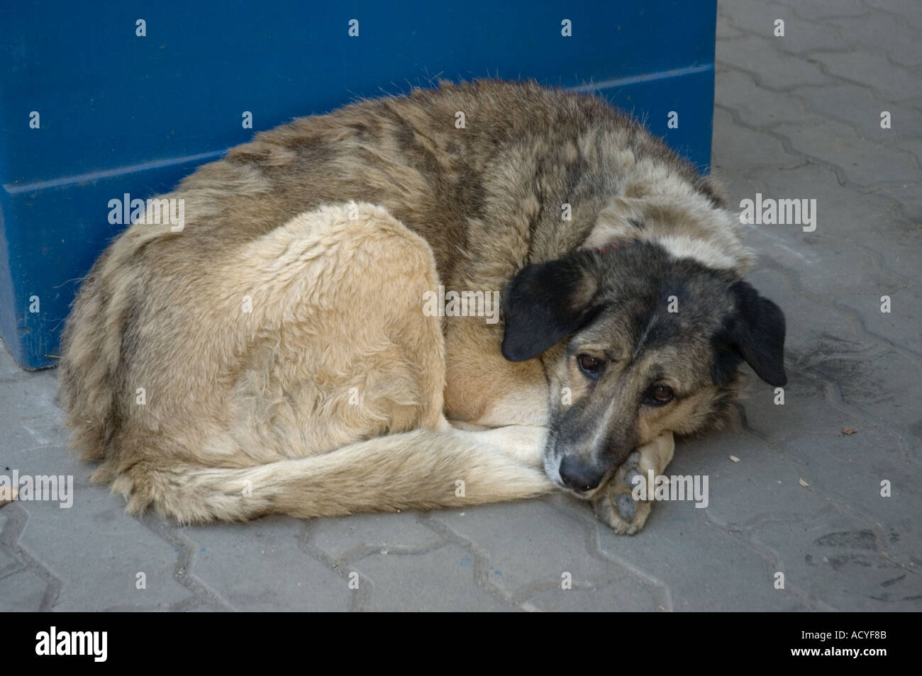 Bucharest street dog Stock Photo - Alamy
