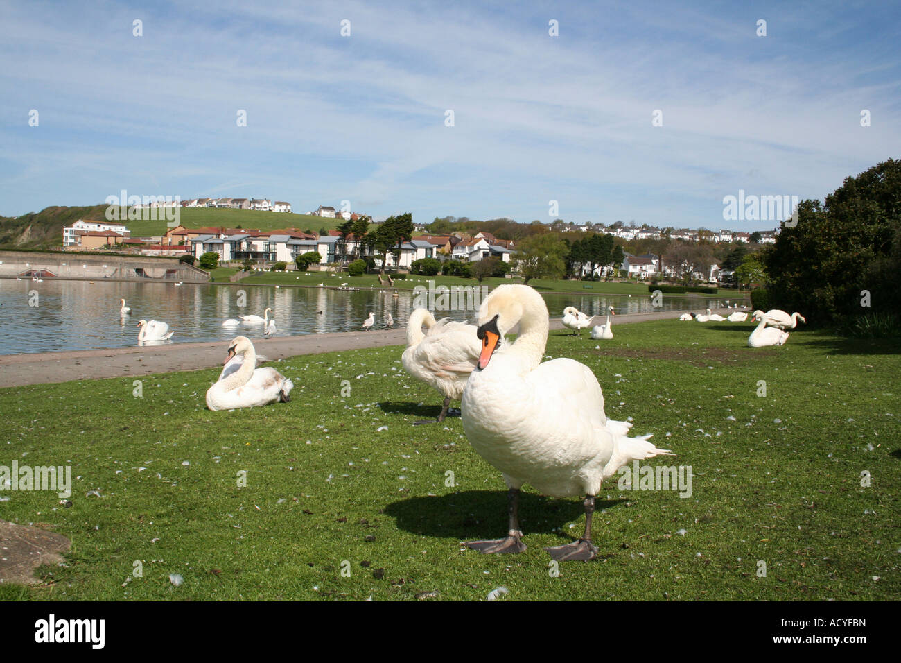 Swans Cold Knap Barry Stock Photo - Alamy