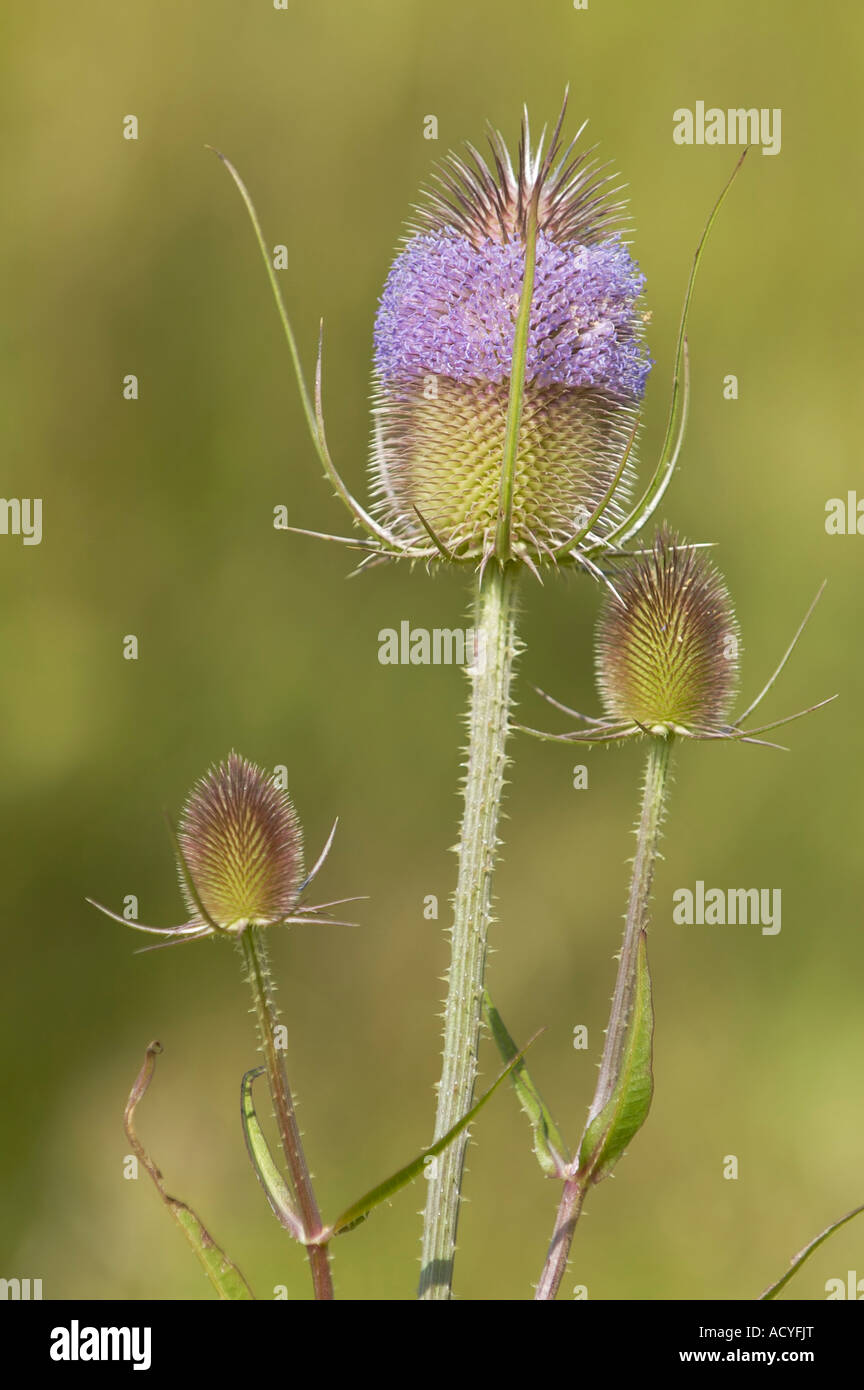 Wild Teasel Dipsacus fullonum Stock Photo - Alamy