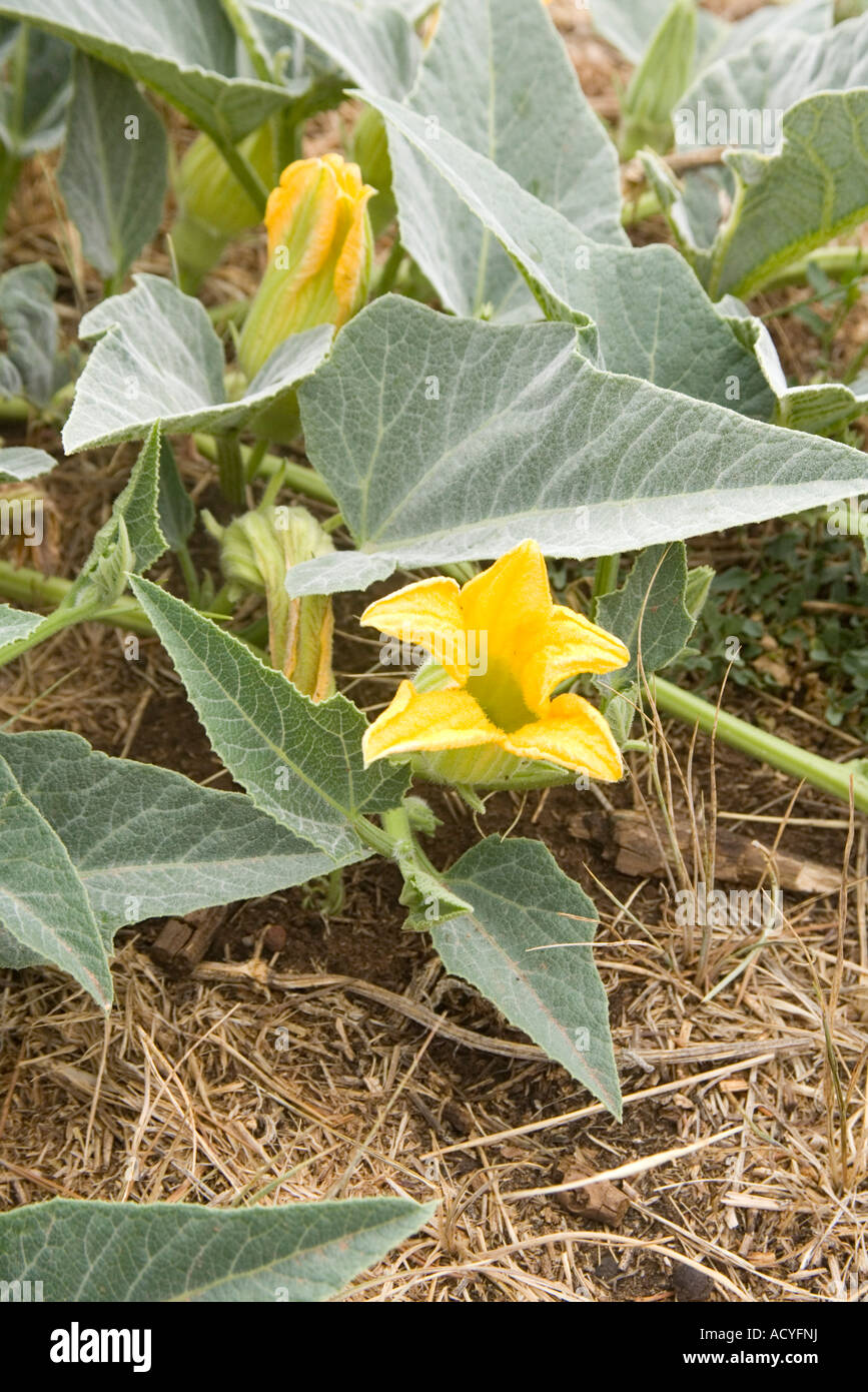 Buffalo gourd hi-res stock photography and images - Alamy