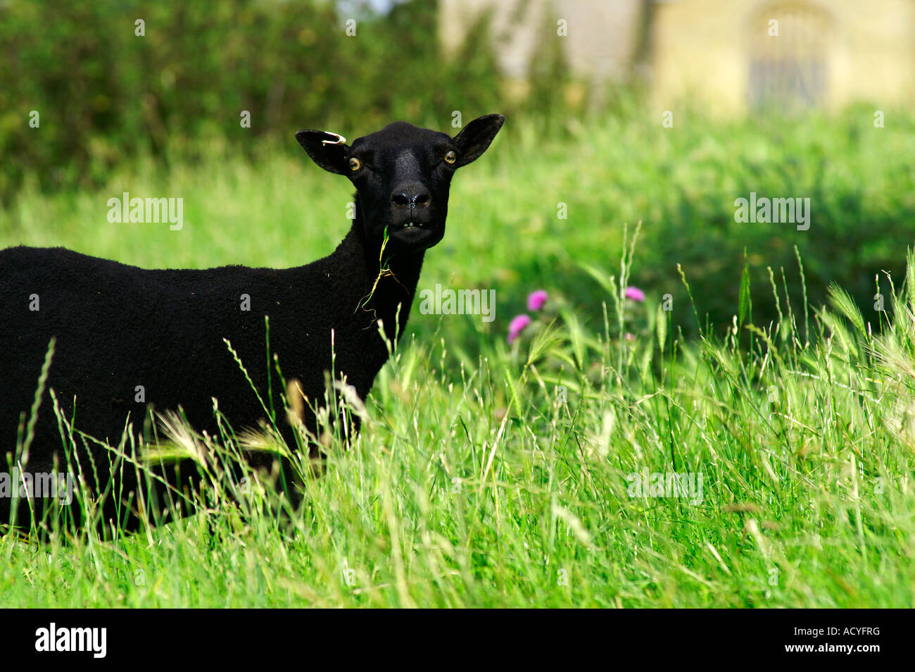 The black sheep hi-res stock photography and images - Alamy