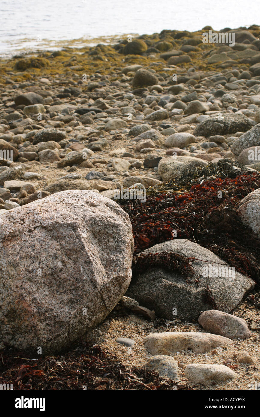 The shoreline at Graves Island, Nova Scotia, Canada. Covered in seaweed ...