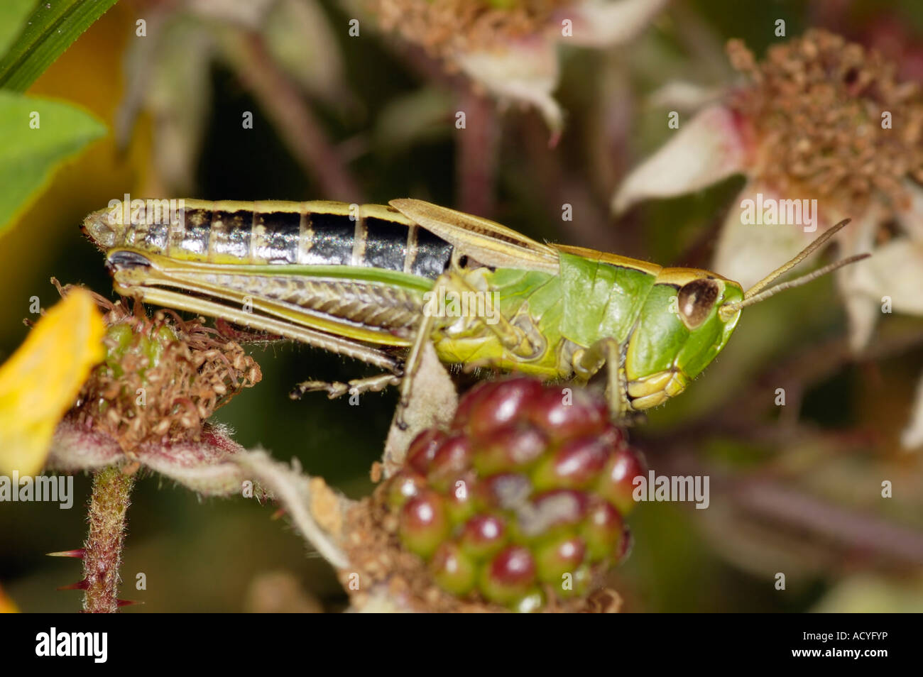 Meadow Grasshopper Chorthippus parallelus On Bramble fruit Stock Photo ...