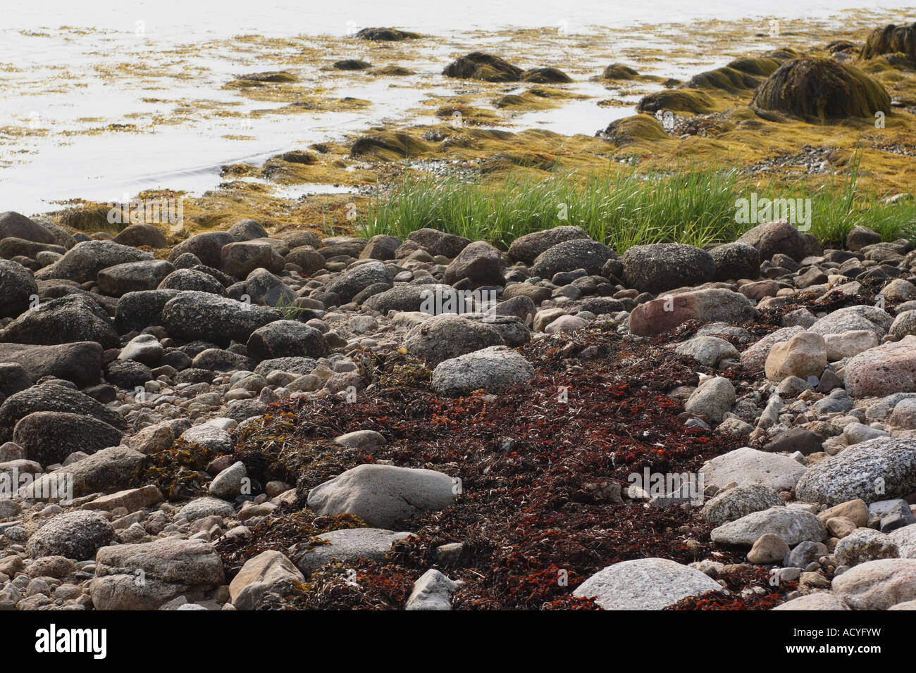 The shoreline at Graves Island, Nova Scotia, Canada. Covered in seaweed ...