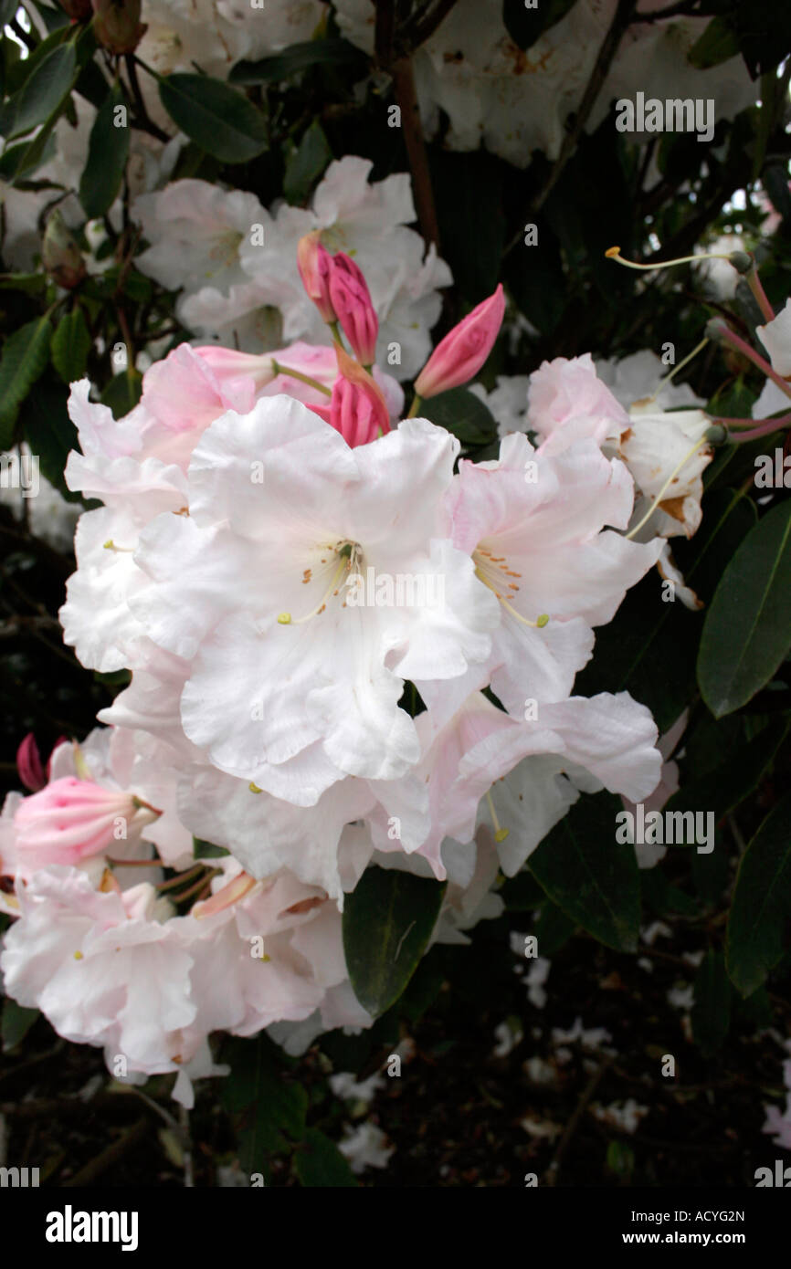 . RHODODENDRON DECORUM. AZALEA. ERICACEAE Stock Photo - Alamy