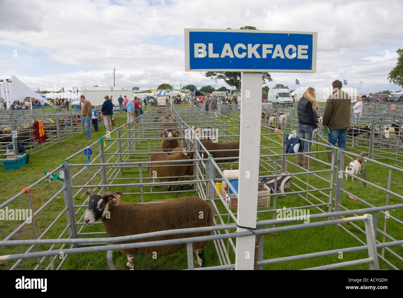 Border Union Show Kelso 2007 sheep exhibit blackface sheep few days ...