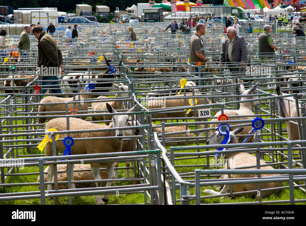 Border Union Show Kelso 2007 sheep exhibit Scotch mule sheep few days ...