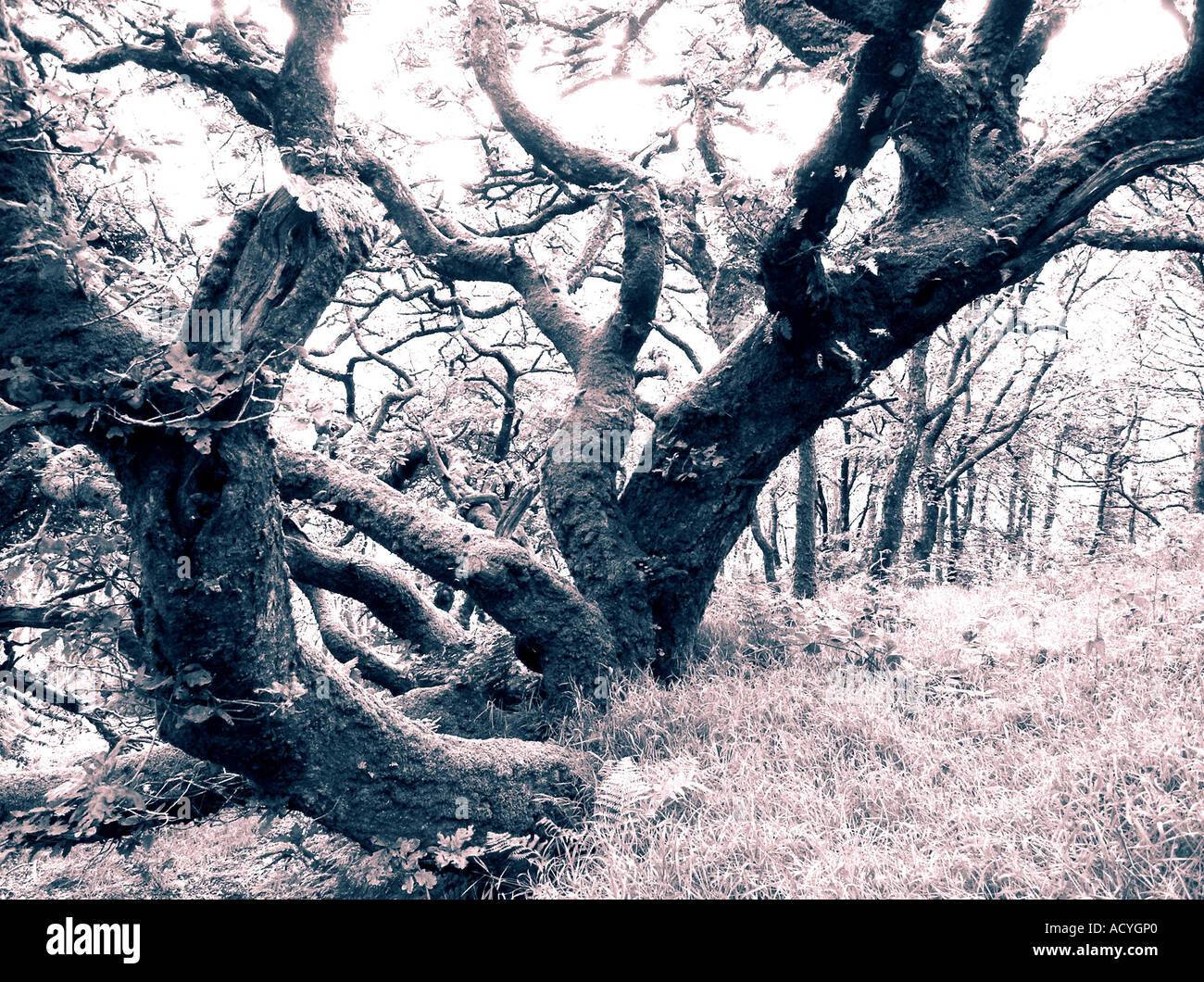 Ancient wet woodlands hi-res stock photography and images - Alamy
