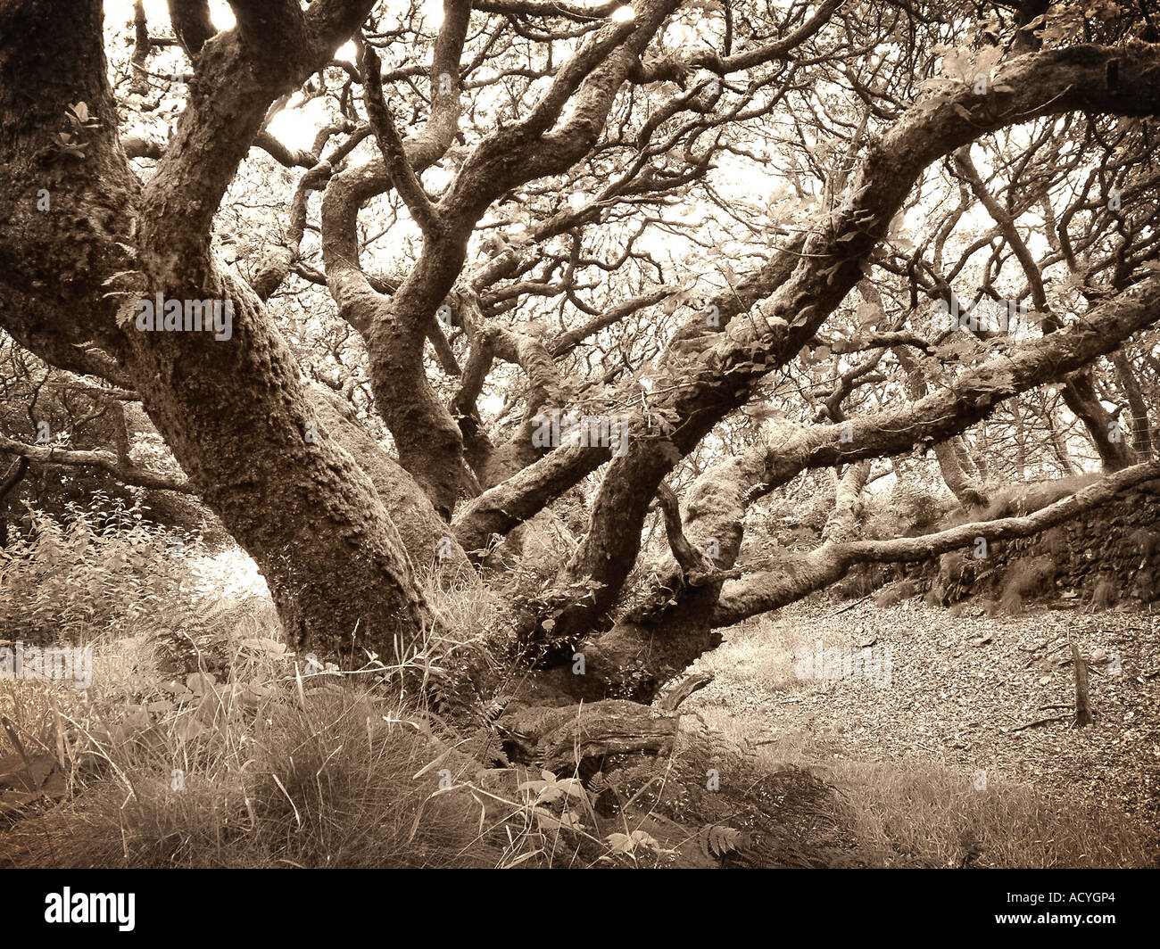 sepia toned image of Exmoor woodland with stunted tree branches ancient ...