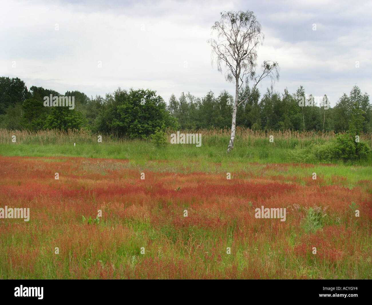 Isolated birch trees in the heather hi-res stock photography and images ...