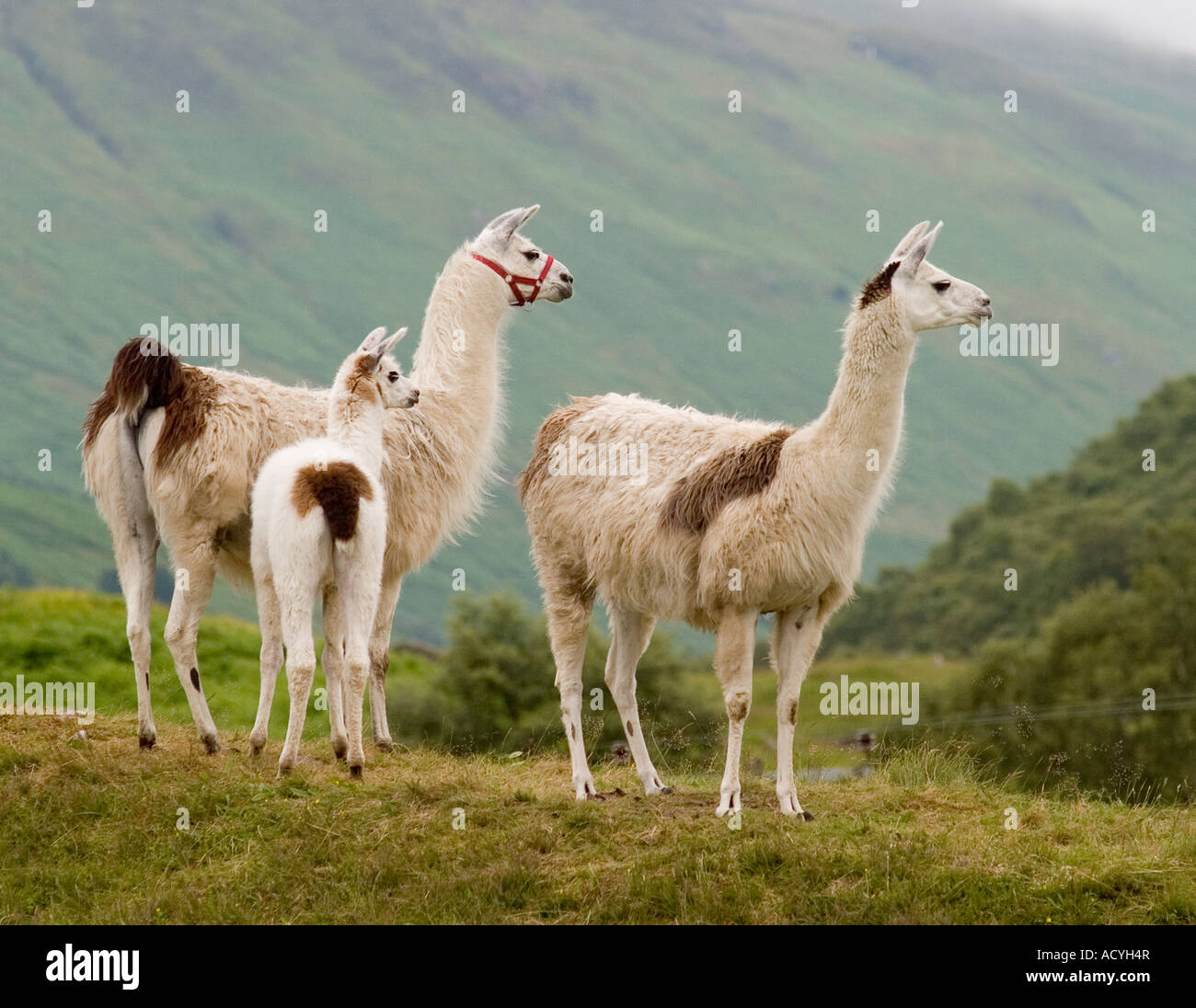 Llama family hi-res stock photography and images - Alamy