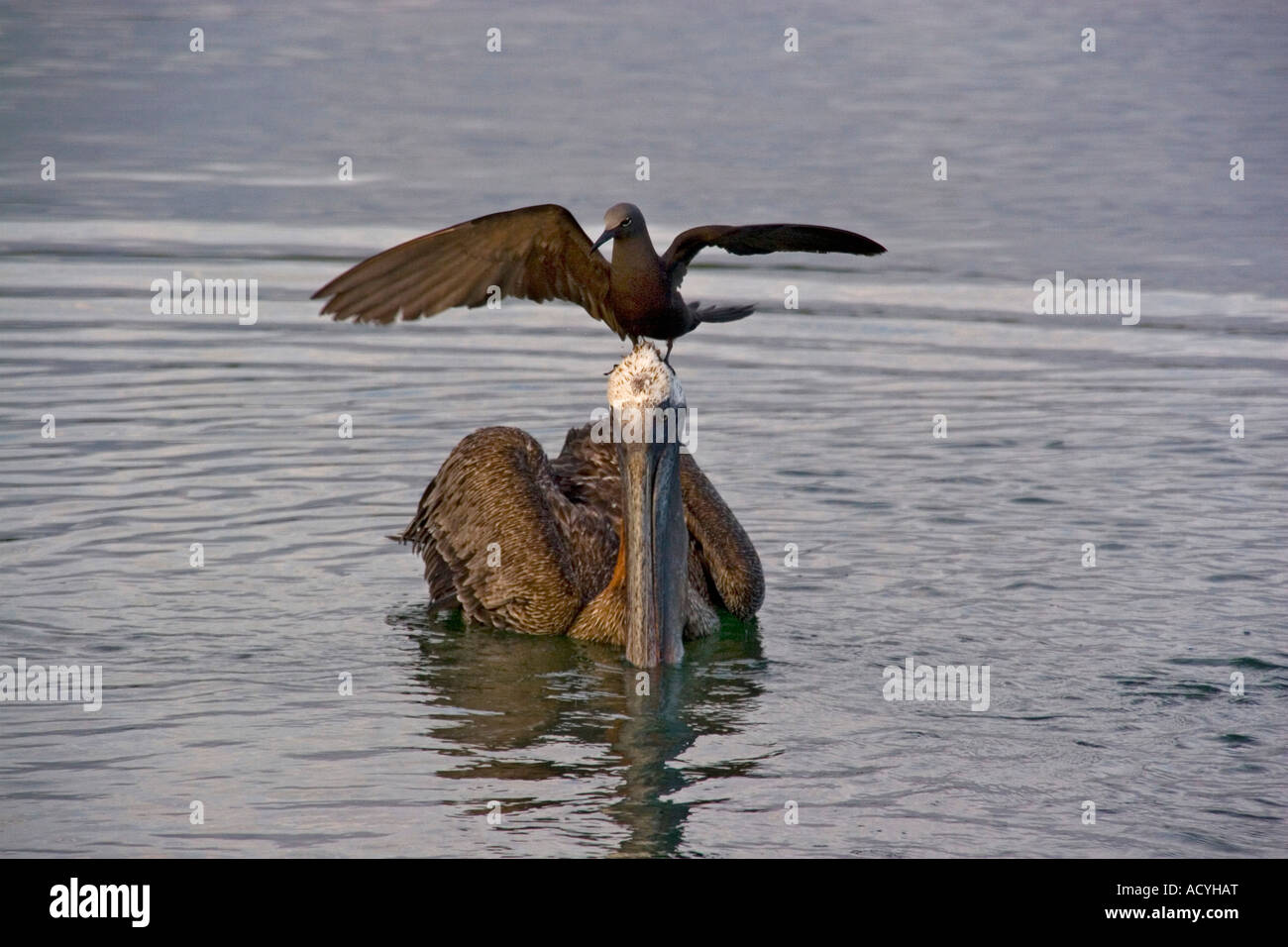 Brown Noddy resting on Brown Pelican head hoping to catch small fish ...