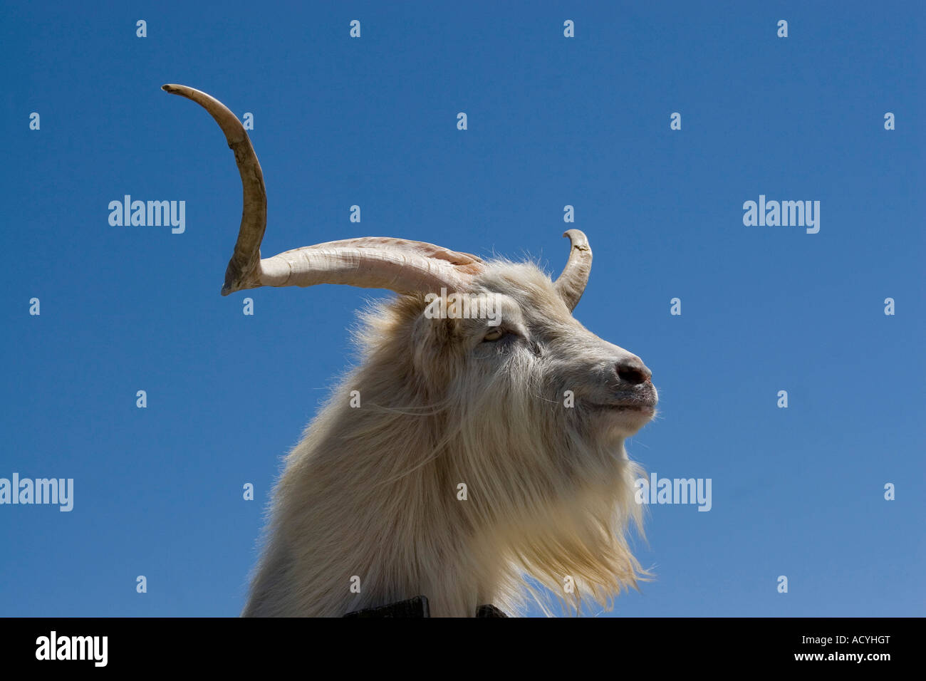 Little eared goat male showing long horns photographed in Hungary Stock ...