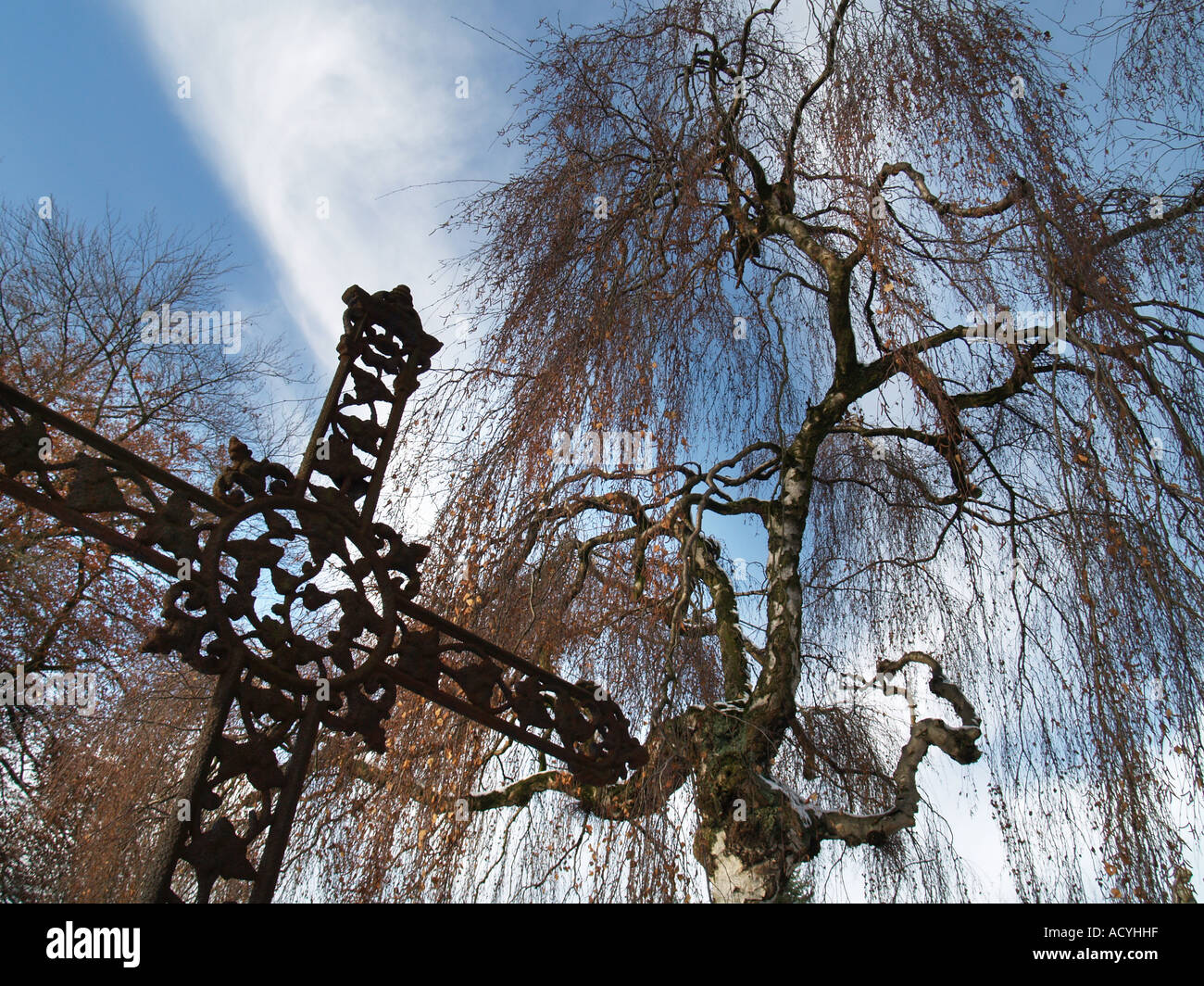 graveyard cross with birch tree in background streaky cloud blue skies ...