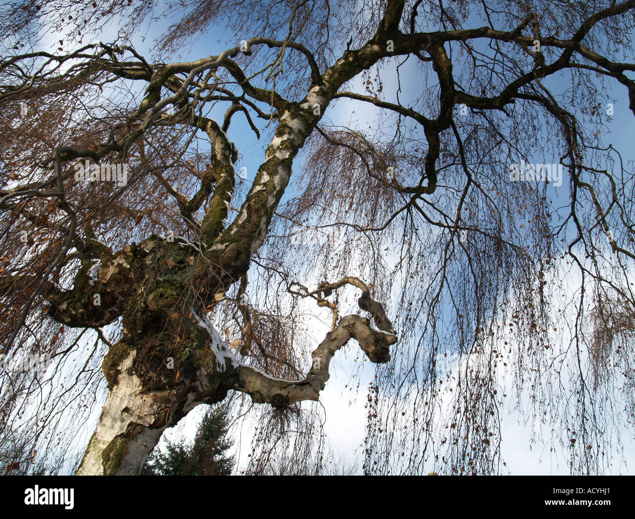 Stunted birch hi-res stock photography and images - Alamy