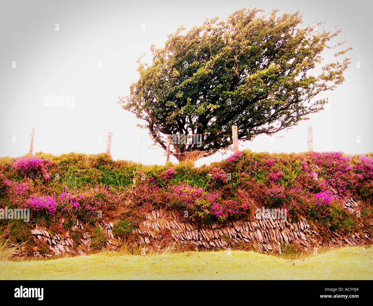 wall covered in purple heather and solitary windswept tree in Doone ...