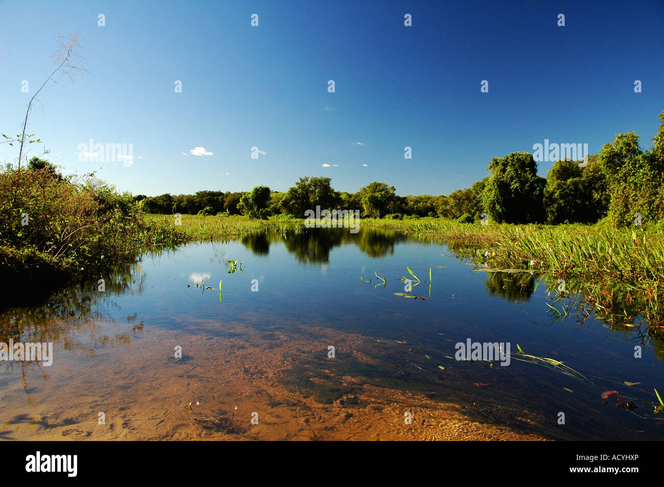 Paraguay jungle hi-res stock photography and images - Alamy