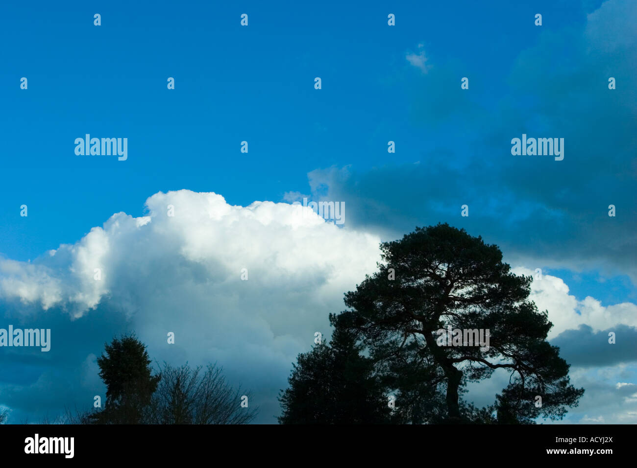 large tree silhouette against blue sky Stock Photo - Alamy