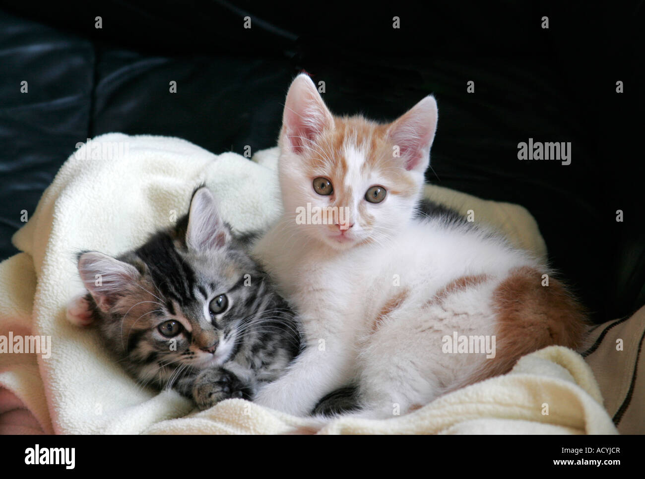 Cuddling kittens hi-res stock photography and images - Alamy