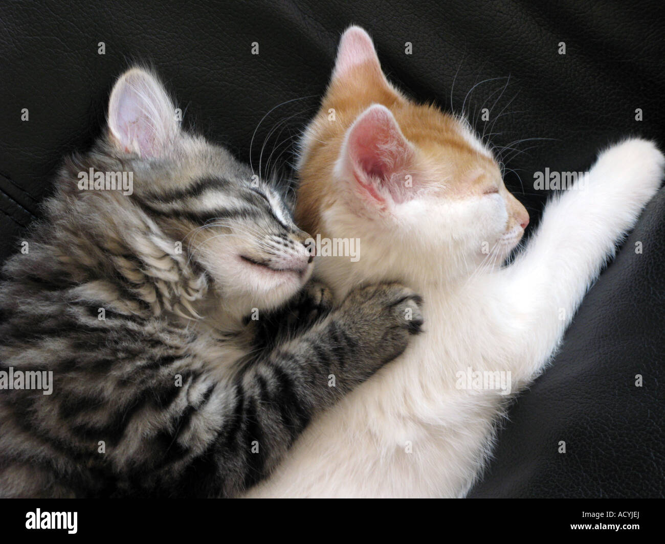 Cuddling kittens hi-res stock photography and images - Alamy