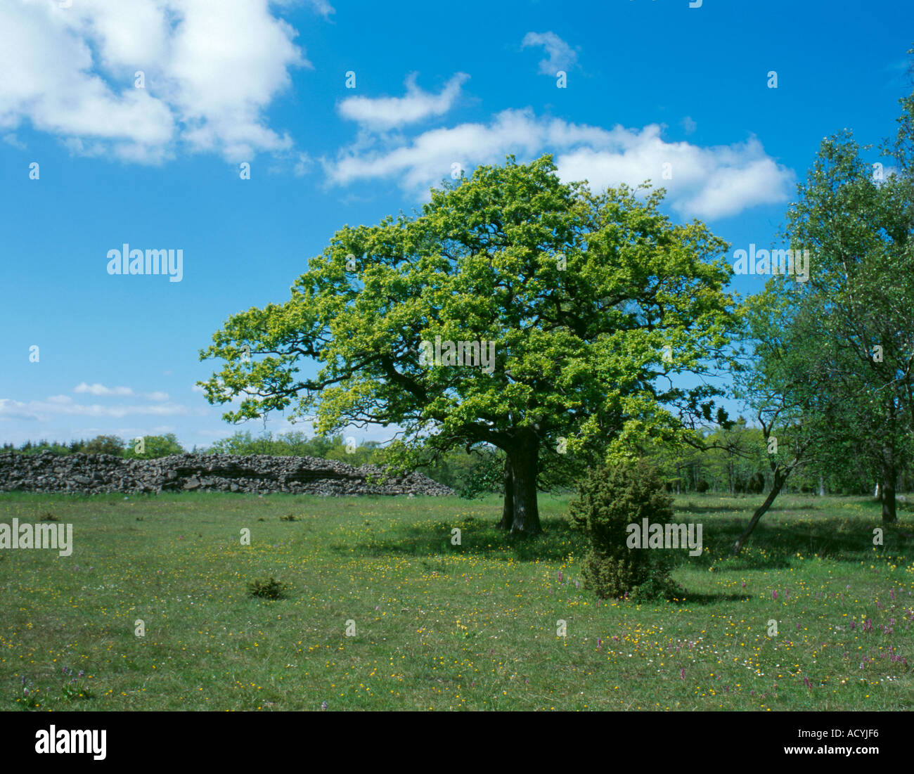 Oak, juniper and birch trees, and remains of part of the outer ring ...
