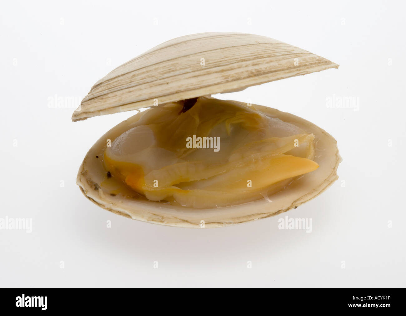 Clam hi-res stock photography and images - Alamy