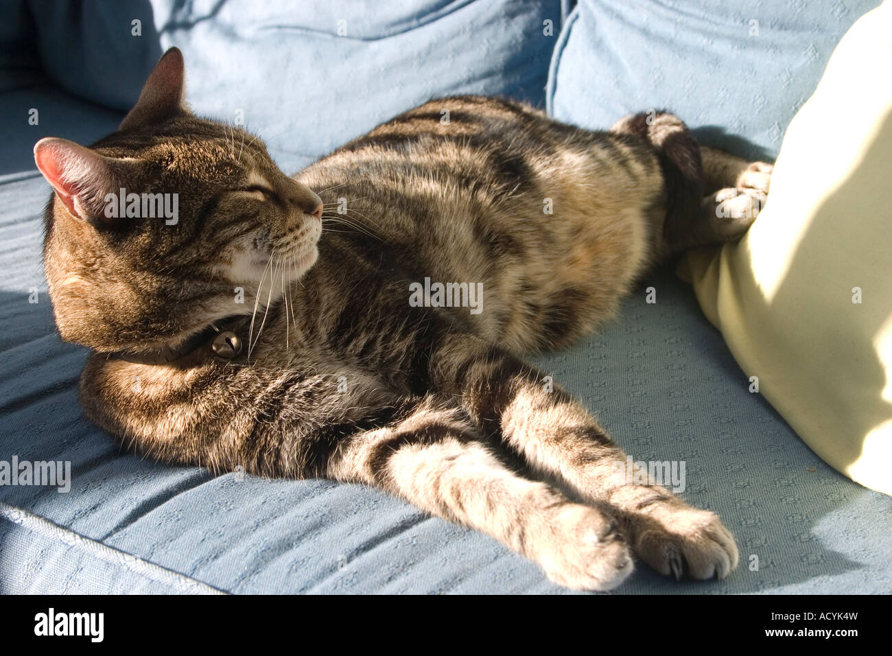 Tabby marking fur hi-res stock photography and images - Alamy
