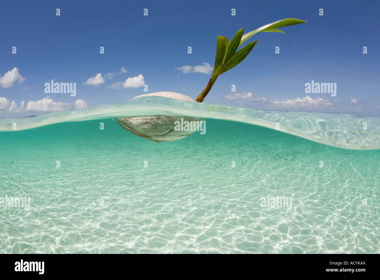 A floating coconut seeks a sandy shore to wash up on. Coconuts often ...