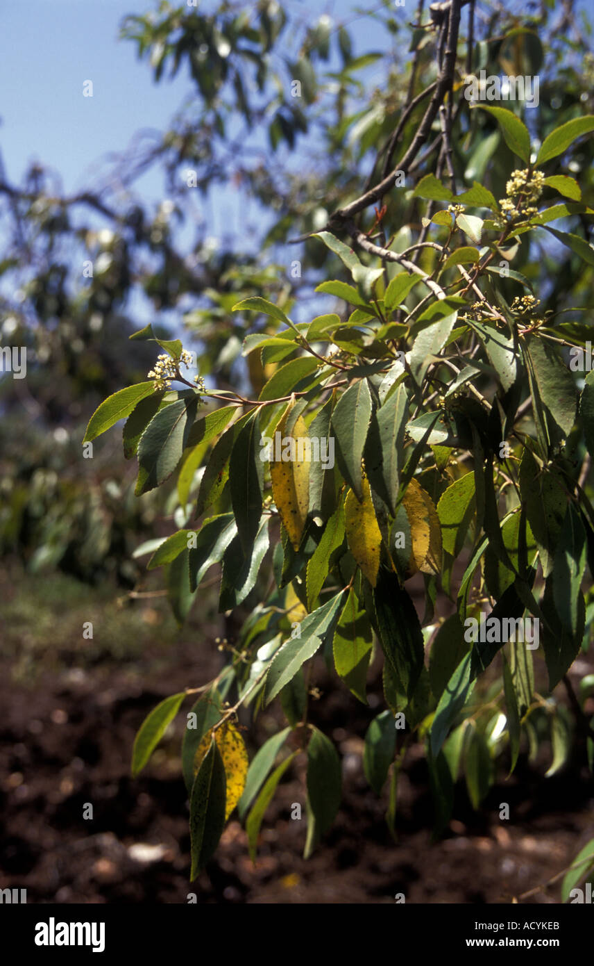 Catha Edulis Stock Photos & Catha Edulis Stock Images - Alamy