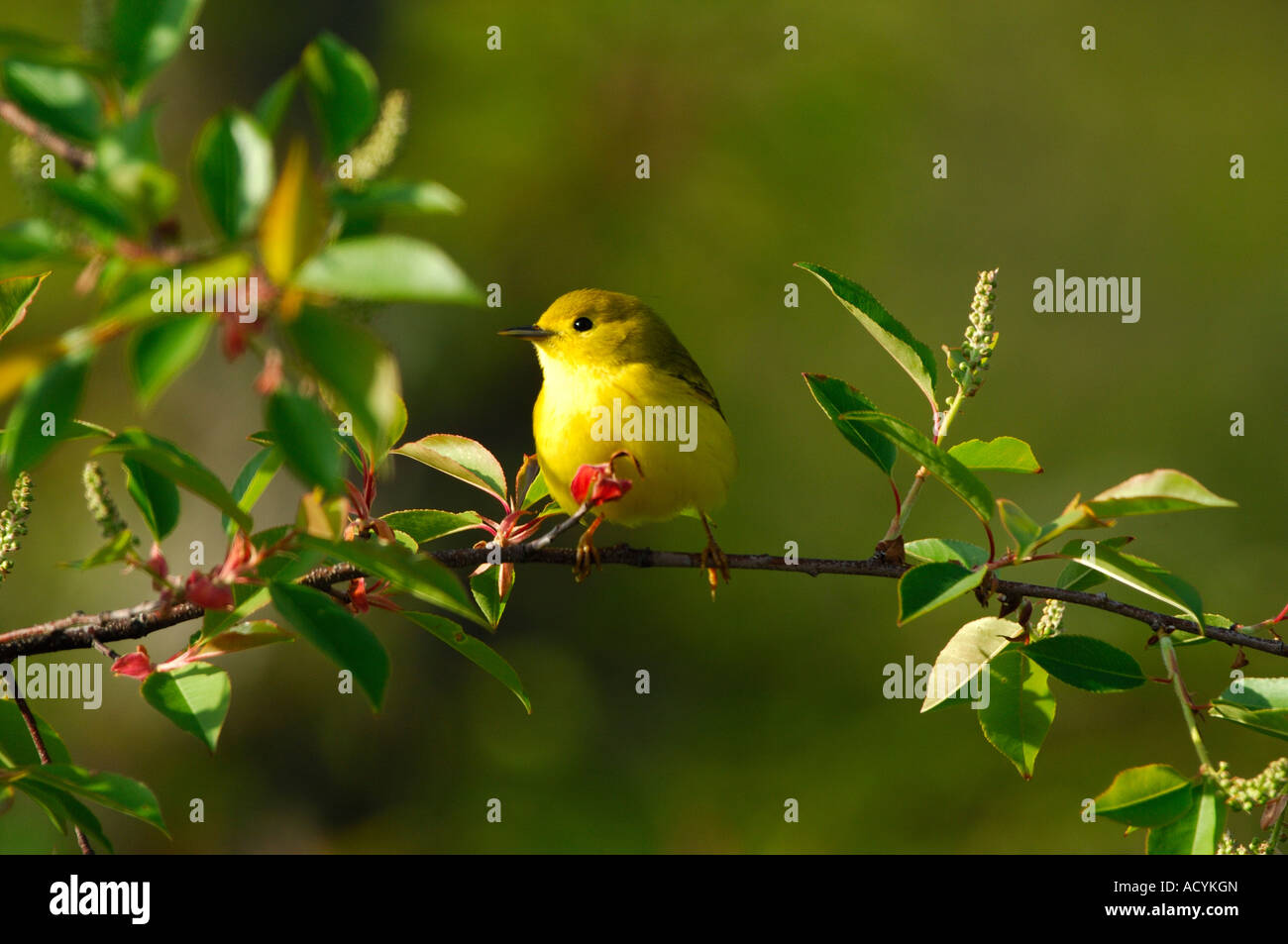 Female Wilson's warbler (Wilsonia pusilla Stock Photo - Alamy