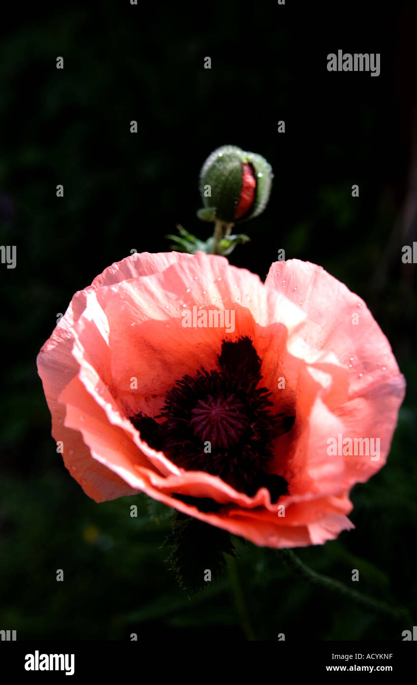 Giant poppy flowers hi-res stock photography and images - Alamy