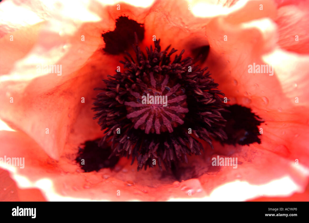 Giant red poppy hi-res stock photography and images - Alamy