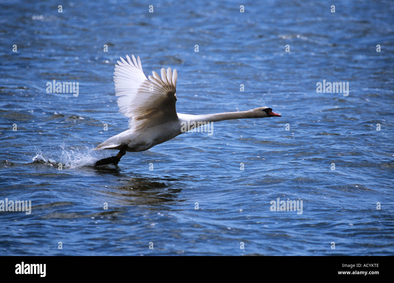 Mute swan takeoff hi-res stock photography and images - Alamy