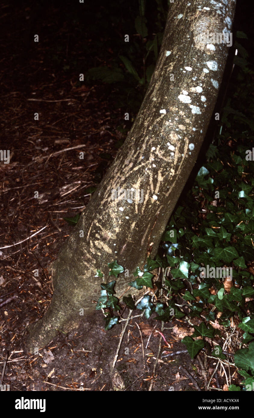 Badger scratch tree hi-res stock photography and images - Alamy