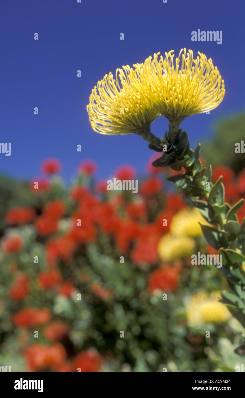 Yellow Pin Cushion flower Table Mountain South Africa Stock Photo - Alamy