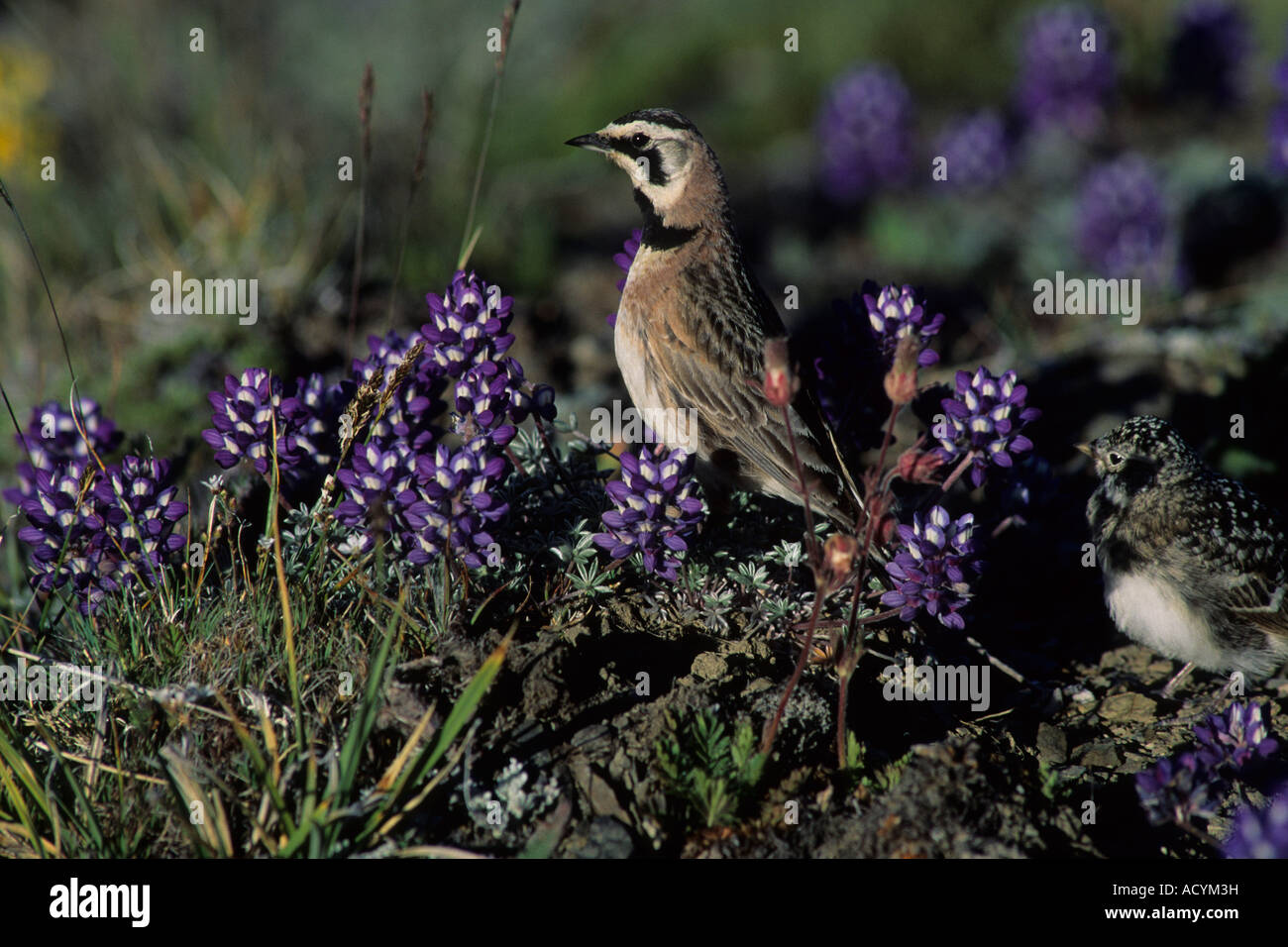 Horned lark (Eremophila alpestris) adult and chick Stock Photo - Alamy