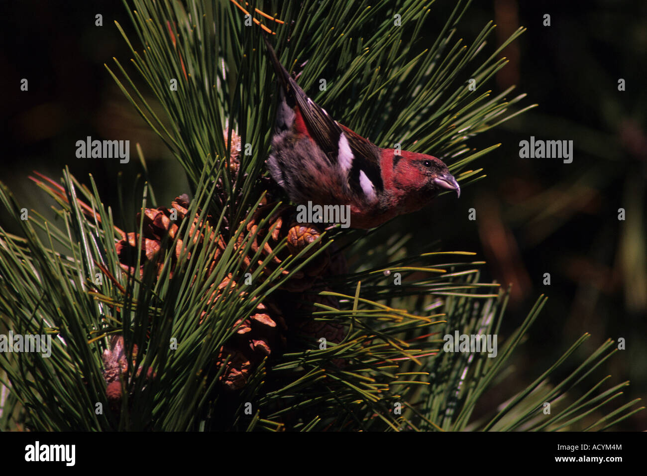 White winged crossbill hi-res stock photography and images - Alamy